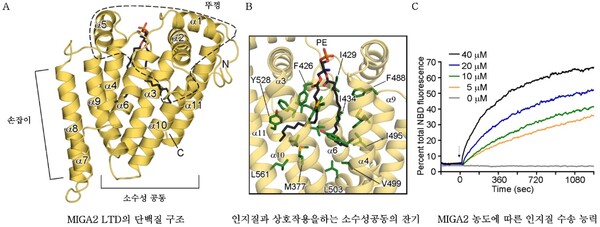 인간 세포 속에서 인지질 운반하는 단백질 발견