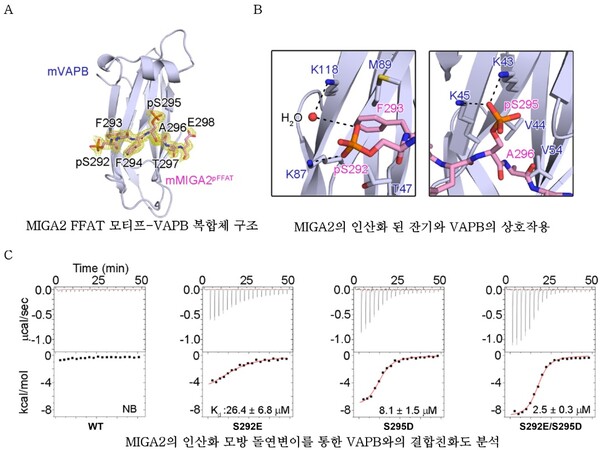 인간 세포 속에서 인지질 운반하는 단백질 발견